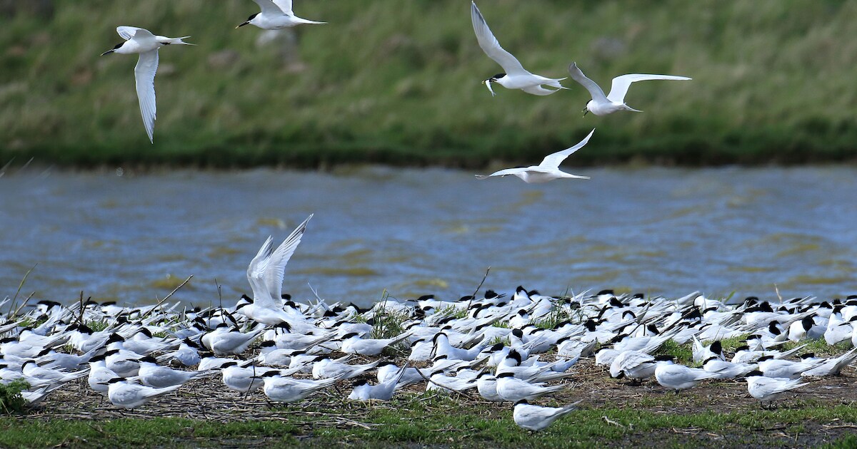 Grote stern na slachting door vogelgriep toch weer terug in Zeeland ...