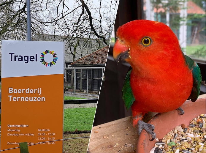 Koningsparkieten Saartje en Kiwi zijn écht gevlogen; kinderboerderij ...