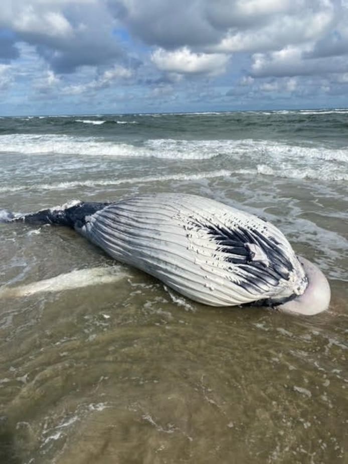 Is opnieuw een bultrug op weg naar Zeeland? ‘Erg indrukwekkend om dier ...