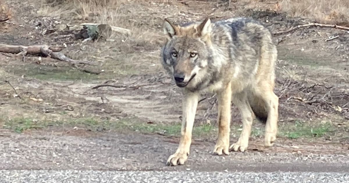 Probleemwolf Hoge Veluwe niet langer vogelvrij: provincie stopt ...