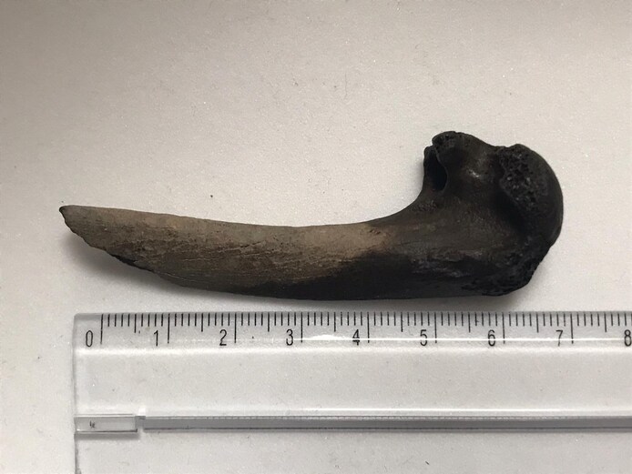 Bijzondere vondst: Hester vindt botje van uitgestorven reuzenalk op ...