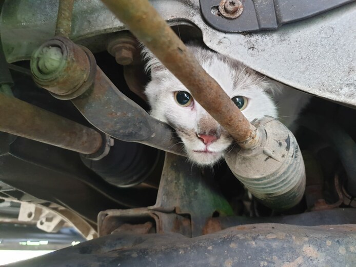 Pas op voor je de motor start deze winter: de kap is de favoriete ...
