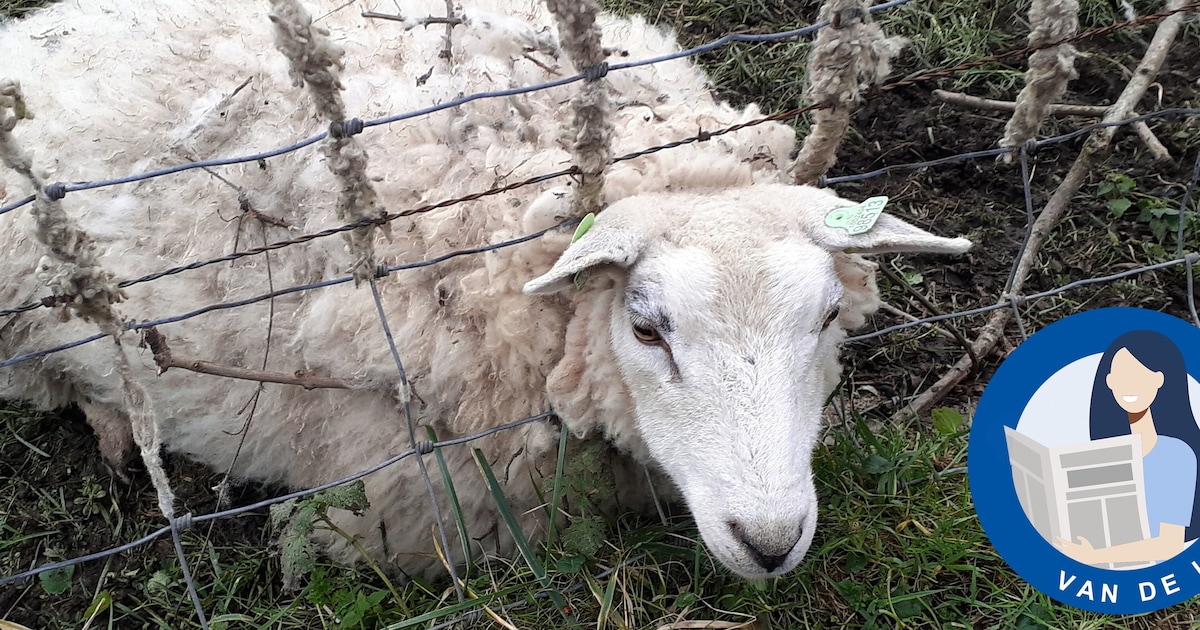 Kees Janse bevrijdt schaap uit hek: ‘Zijn oren bleven er gelukkig aan ...