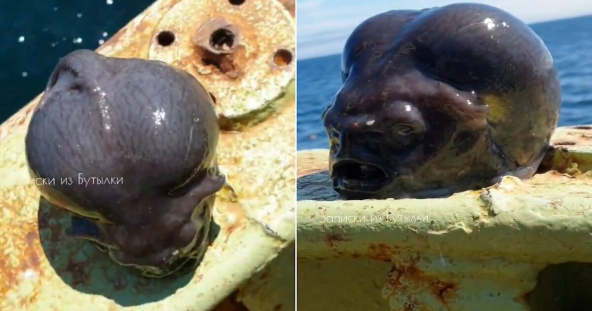 Vis of buitenaards wezen? Rus haalt bijzonder dier uit het water ...