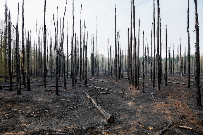 Waarom nog geen rookverbod? 5 vragen over de brand in Clingse Bossen ...