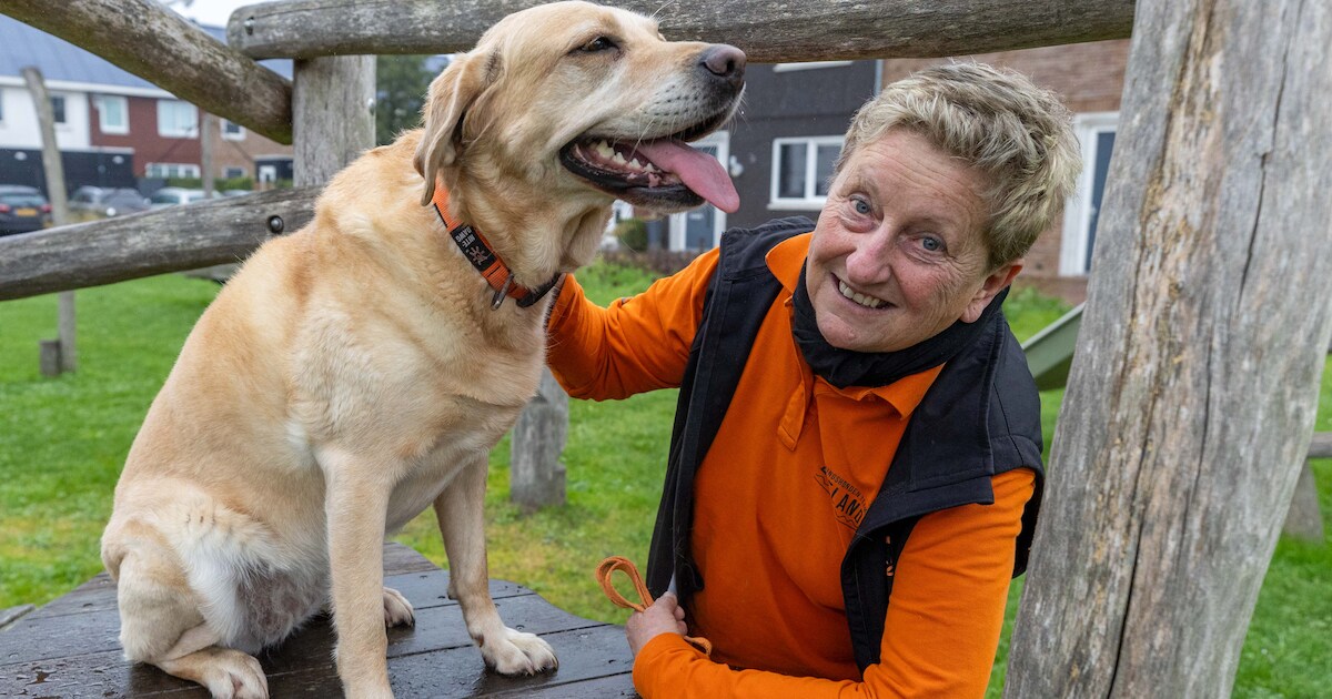 Zeeuws reddingshondenteam gaat vermisten zoeken in Spanje: ‘We gaan ...