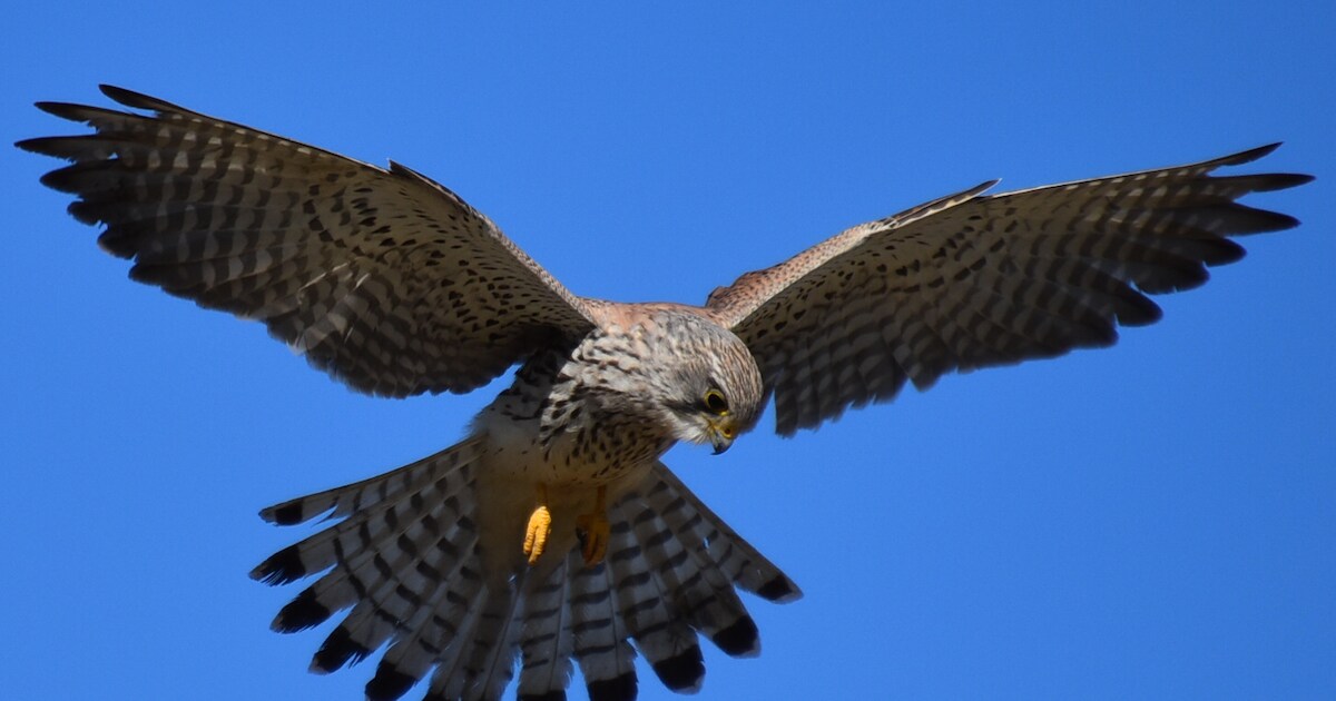 MIJN FOTO | Al biddend in de lucht | Van de lezer Zeeuws nieuws | PZC.nl
