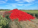 Berg rode paprika’s zorgt voor woede op Facebook, maar boer blijft ...