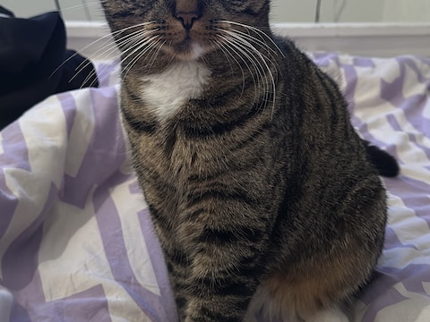 Heb jij Zeki, Lotje of Misty gezien? Deze drie huisdieren worden in ...