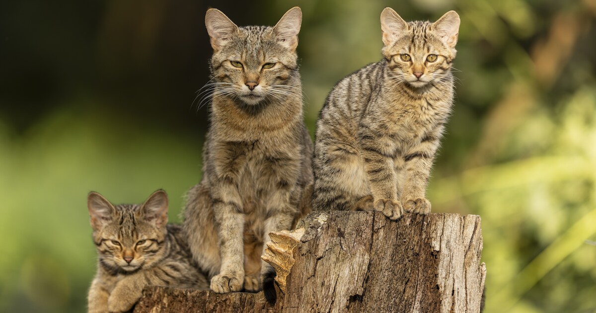 Superschuwe wilde kat al met ‘tientallen’ in Nederland, met dank aan ...
