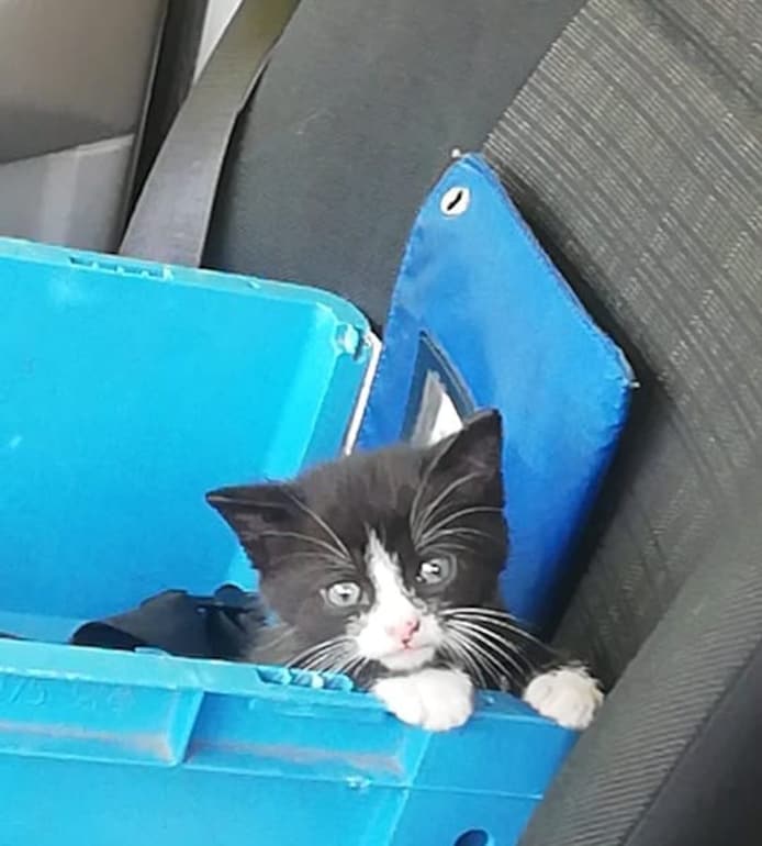 Hoe is dit poesje in het busje van een Zeeuwse pakketbezorger beland ...