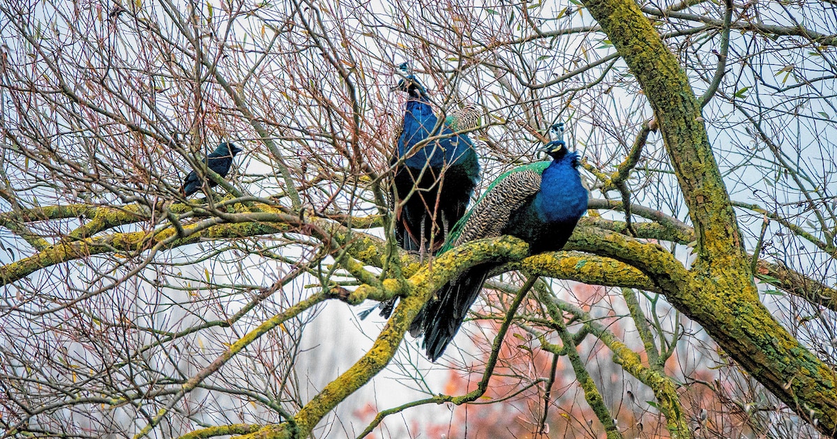 MIJN FOTO | Pardoes twee pauwen in de boom (bij Paardoes) | Van de lezer Zeeuws nieuws | pzc.nl