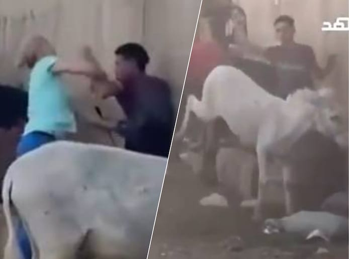 Joke ging Egyptenaar die ezel sloeg te lijf: ‘Er knapte iets in mij ...