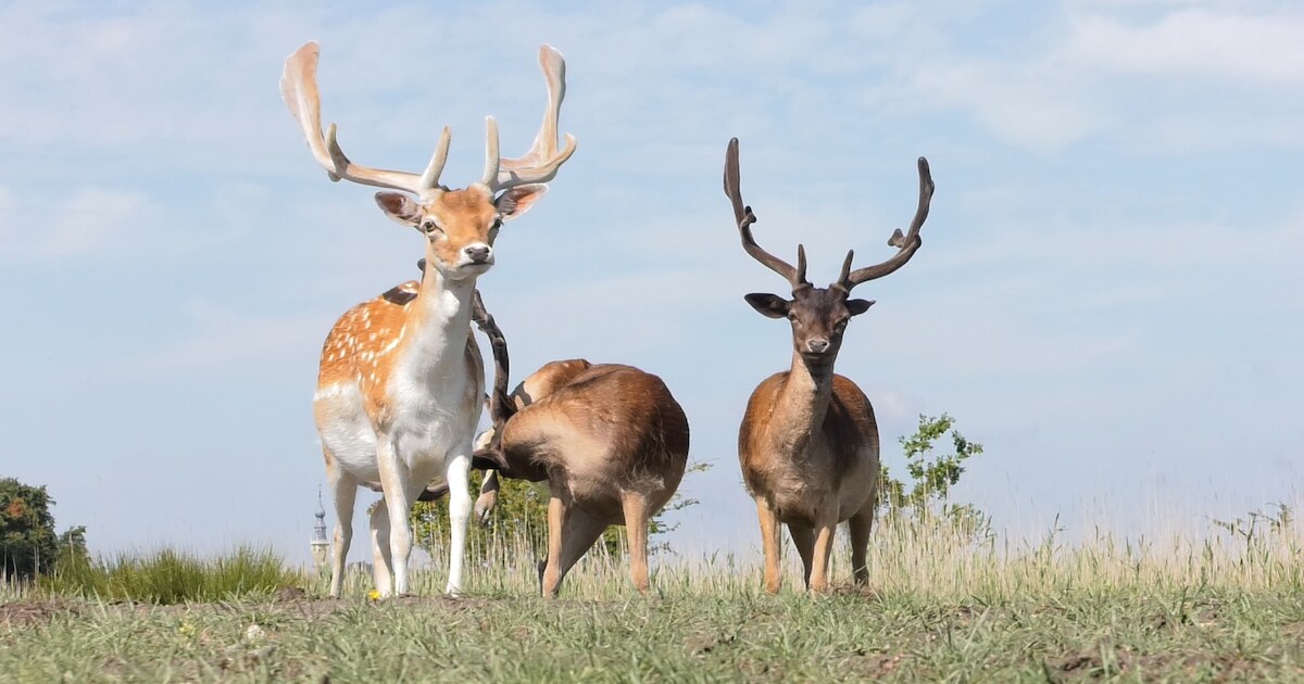 Nog altijd veel te veel damherten in Zeeland: meer dieren krijgen de ...
