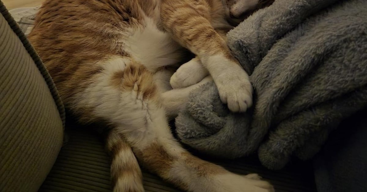 Heb jij Sky, Macho of Spie gezien? Deze vier huisdieren worden in ...