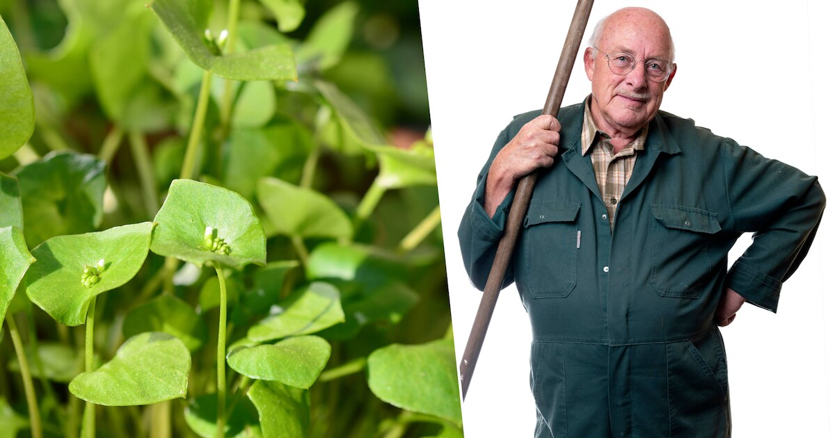 Pas op met wildplukken, honden en katten zorgen voor een spoor van gif ...