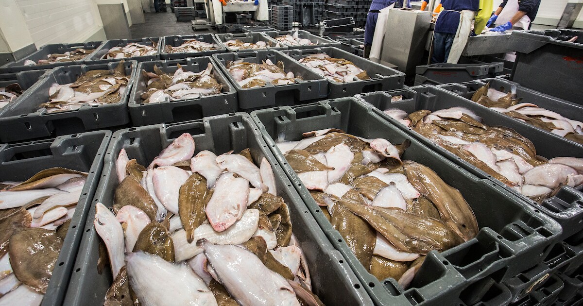 Sloop kotters jaagt visprijs de hoogte in | Zeeuws nieuws | PZC.nl