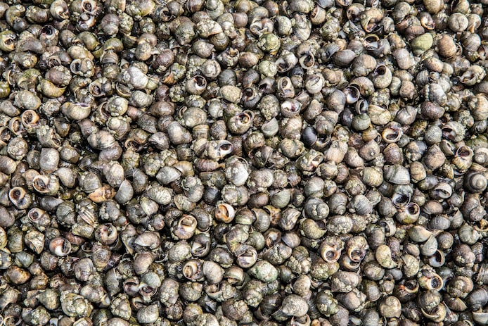 Tips voor een perfect paasweekend in Zeeland: van strandjutten tot een ...