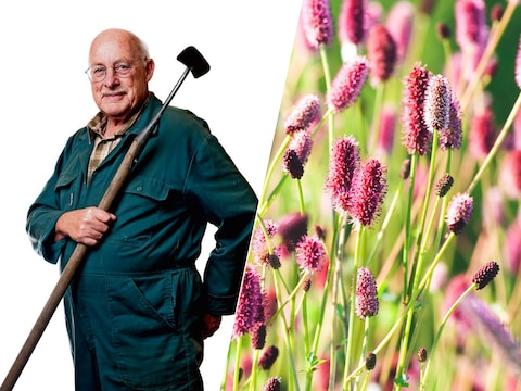 Bloemen in je grasveld mogen best, sommige komen gewoon gratis ...