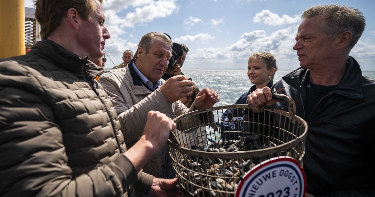 De mossel is een medicijn (en vier andere feiten die je waarschijnlijk ...