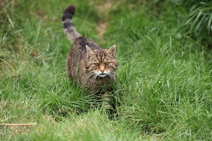 Superschuwe wilde kat al met ‘tientallen’ in Nederland, met dank aan ...