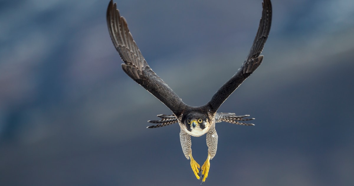 Wildlife in de stad: de slechtvalk van de Dikke Toren is sneller dan ...