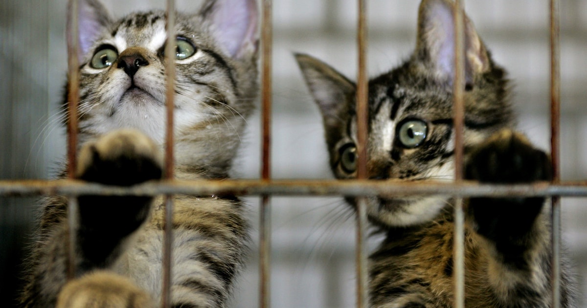 Almere gaat kattenplaag te lijf met gratis kattencastratie voor lage ...