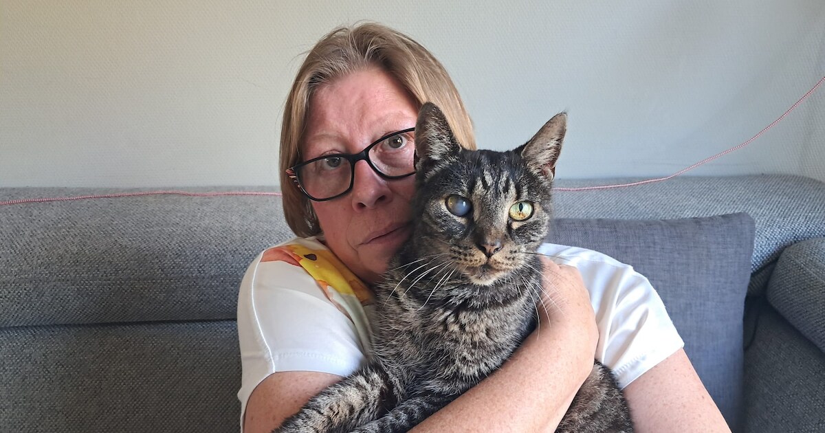 Kater Kloriaan heeft nu zes kogels in zijn lijfje. ‘Wie heeft hem beschoten?, wil Veronique uit ...