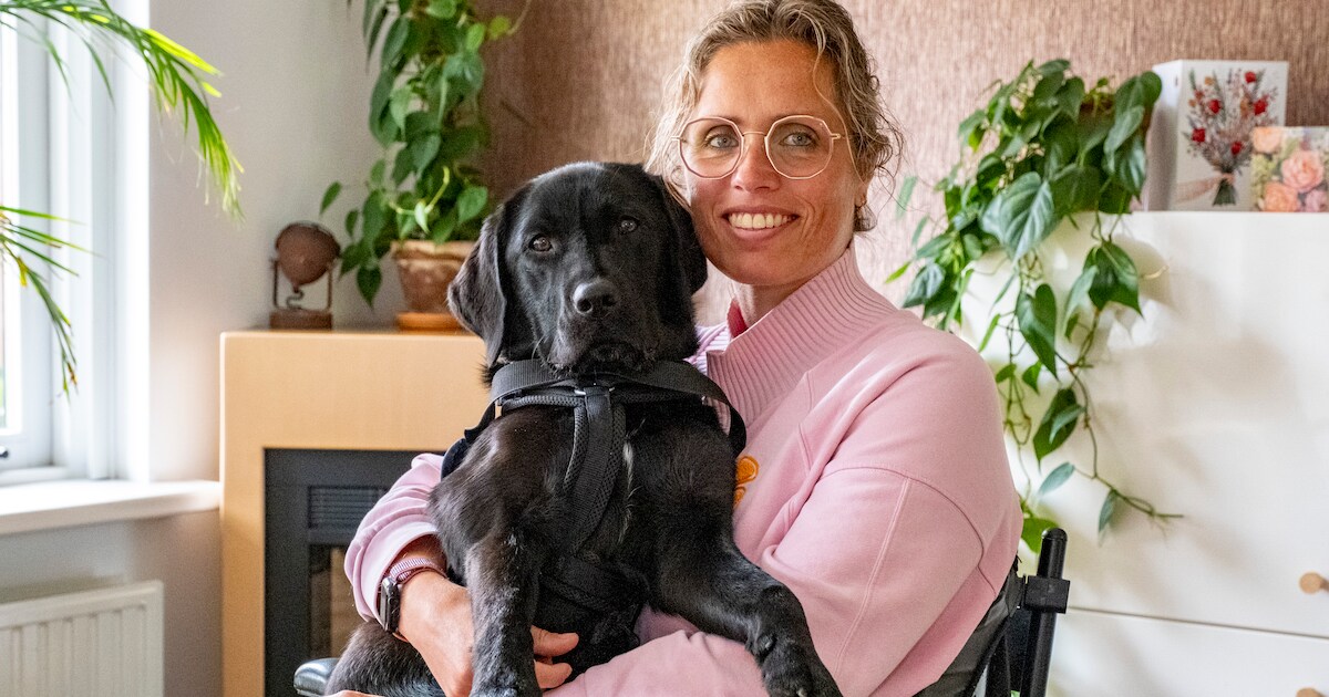 Hulphond, psycholoog, huishoudster en beste vriendin: labrador Lara is ...