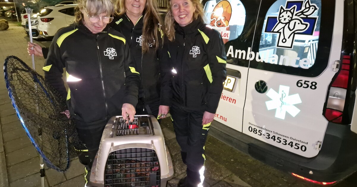 Zierikzee kan weer gerust slapen: ook tweede Haan die rondliep in ...