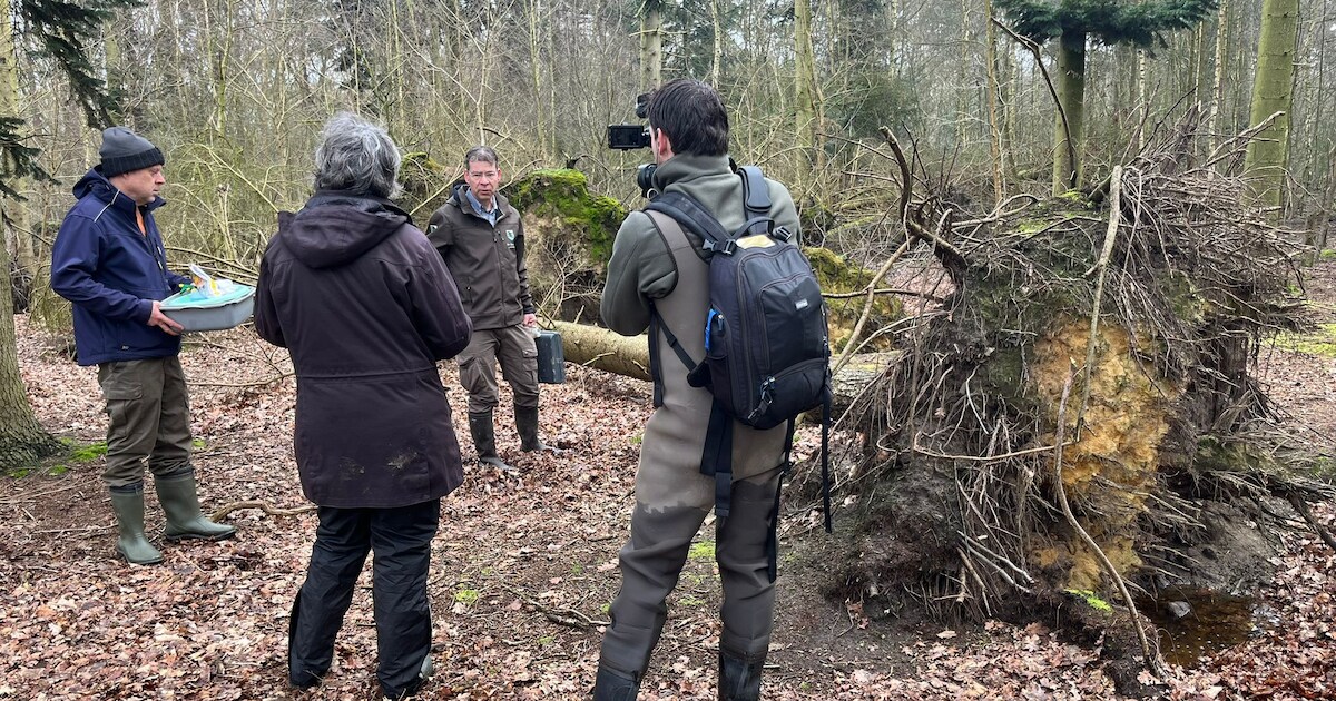 ‘Vroege Vogels’ vinden baltsende patrijzen in Waterwinbossen | Hulst ...