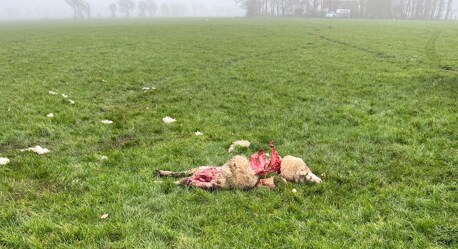 Dierenarts Hans voorziet gigantisch probleem met de wolven: ‘Ze moeten ...