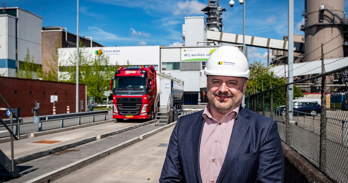 Alleen gentechniek kan de Zeeuwse suikerbietenteelt redden: ‘De EU ...