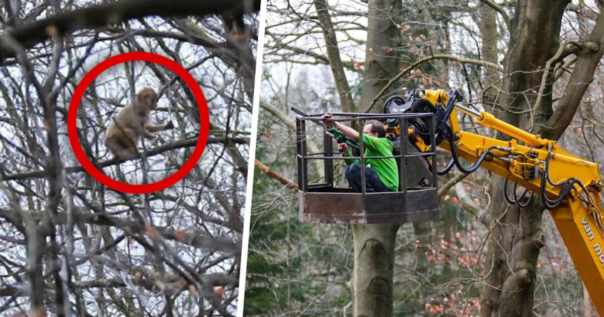 Drie apen ontsnappen uit Apenheul en klimmen in bomen langs de weg in ...