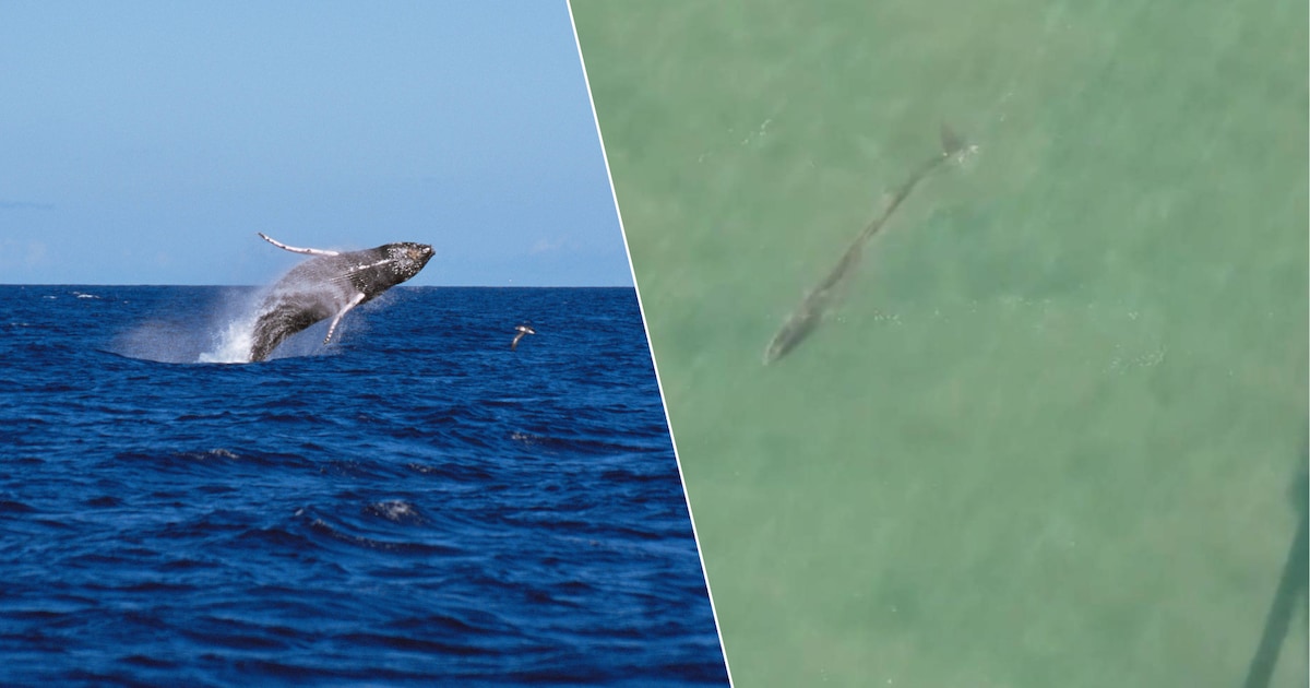 Voor het eerst een levende vinvis gespot bij de Belgische kust | Nieuws ...