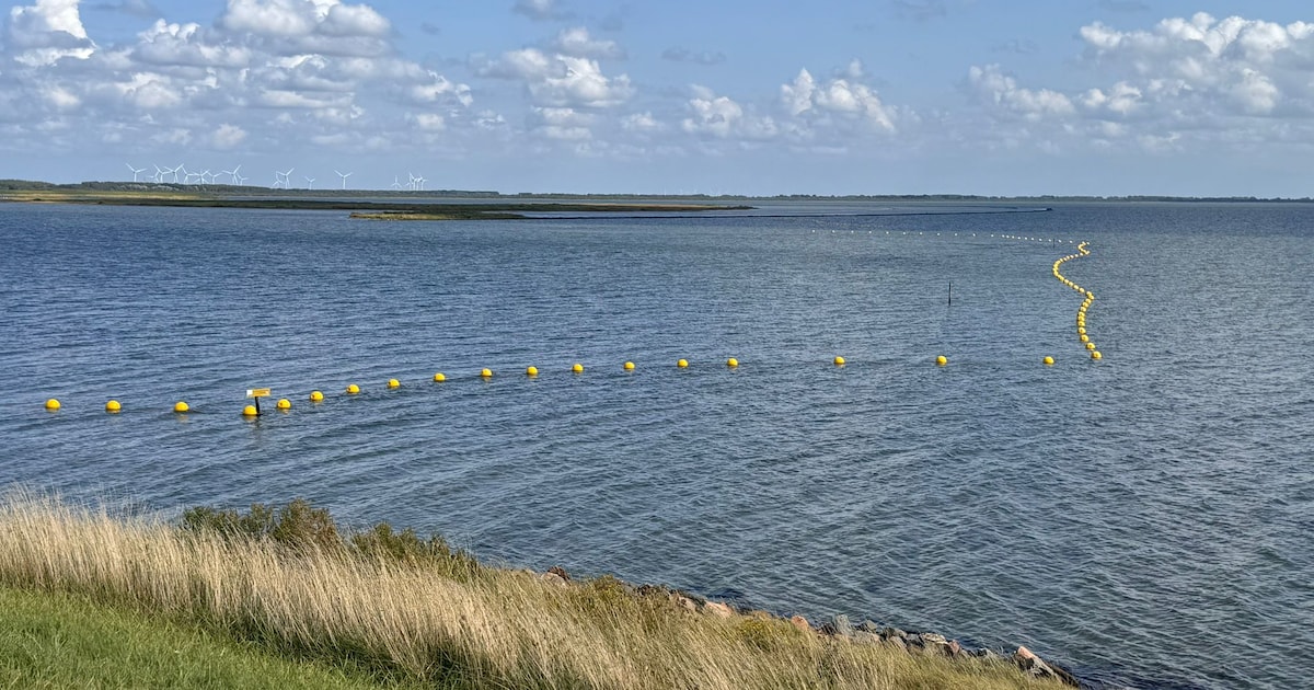 De grens is bereikt voor vogeleiland in Grevelingen; extra maatregelen ...