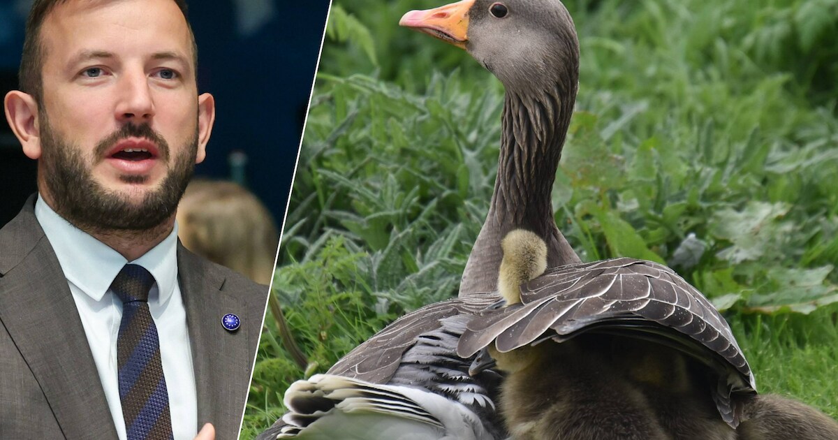 Brussel kijkt mee hoe in Zeeland ganzen vergast worden in ...