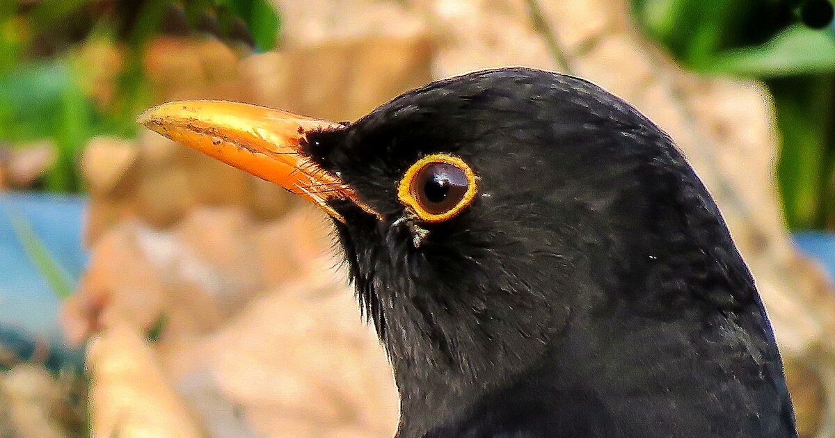 Vogeltellers laten zien: de merel is terug in de tuin | Binnenland | pzc.nl