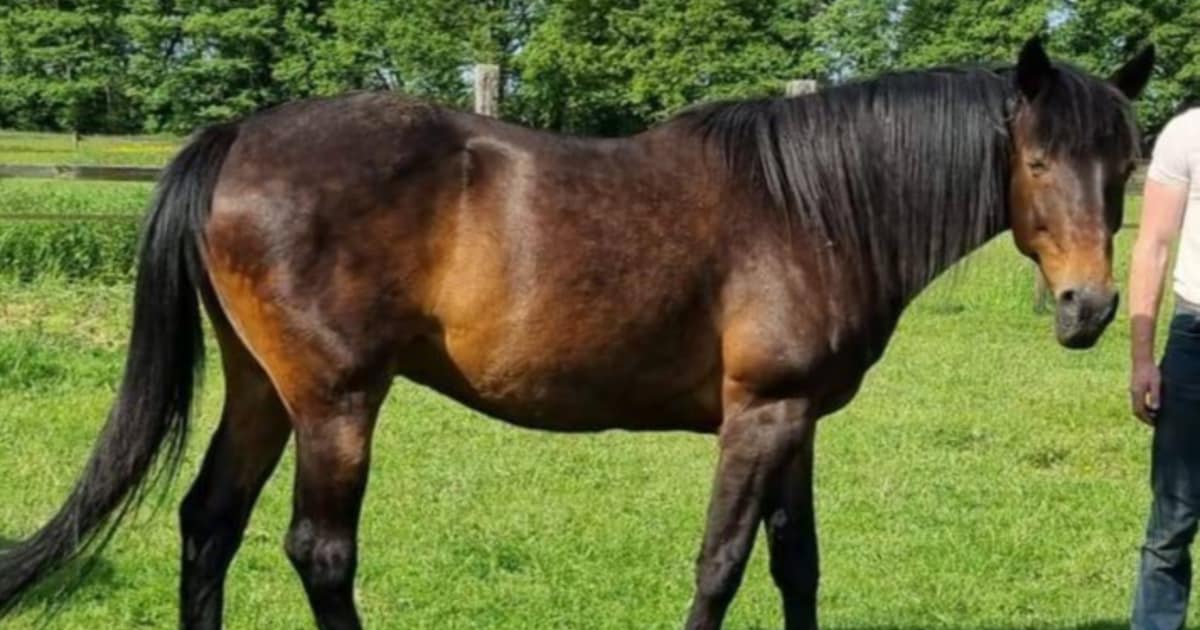 Paarden uit Limburgs weiland gestolen: 'Ik hoop niet dat ze gebruikt wordt om te fokken ...