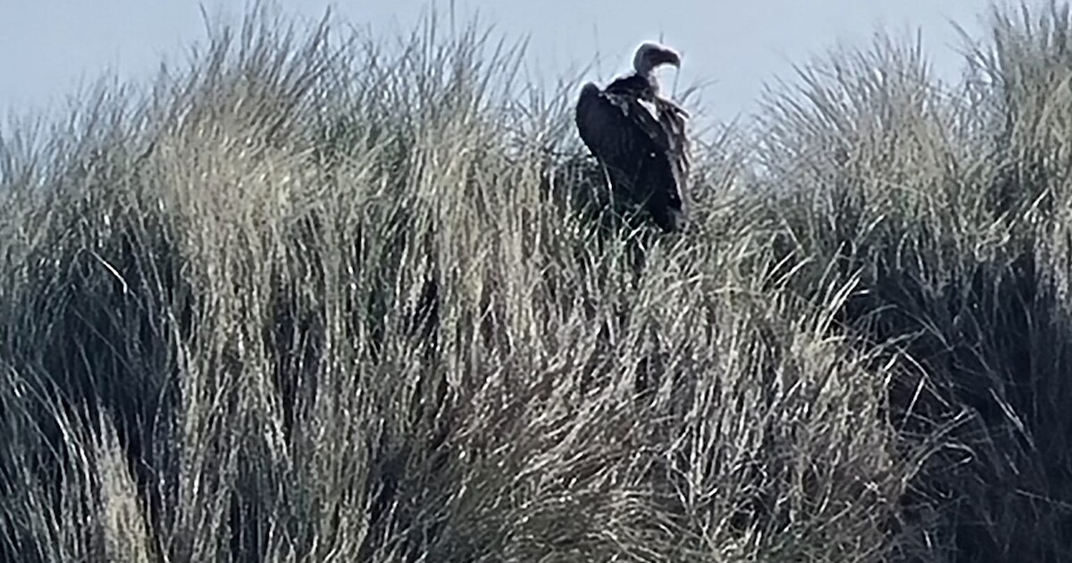 Ontsnapte gier uit Blijdorp wéér gezien; dit keer op strand ...