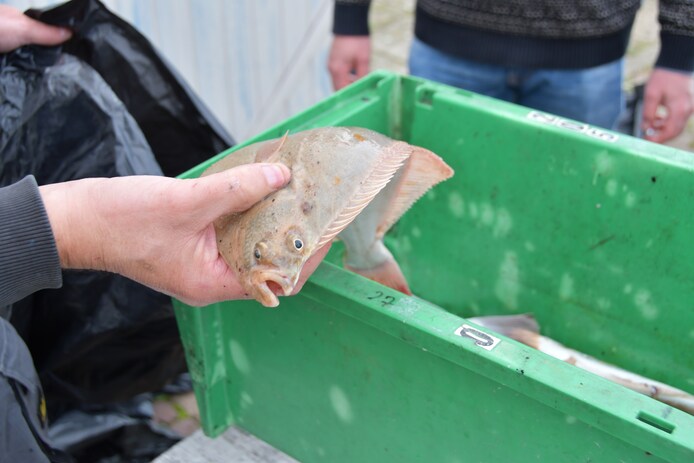 ‘PFAS-gehalte in vis uit Westerschelde is gigantisch’ | Zeeuws nieuws ...