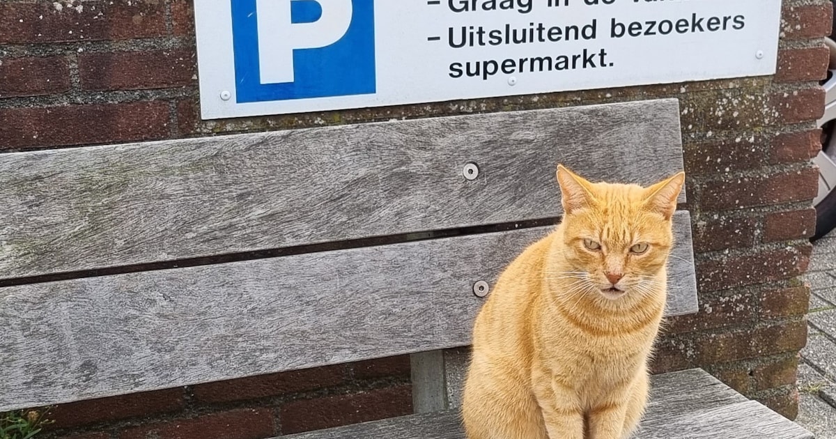 MIJN FOTO | Deze bewaker houdt de afvalcontainers in Koudekerke goed in ...