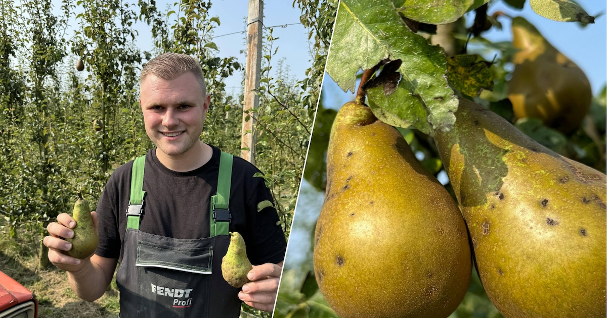 Wat doe je als je peren acht cent opleveren en plukken twintig cent ...