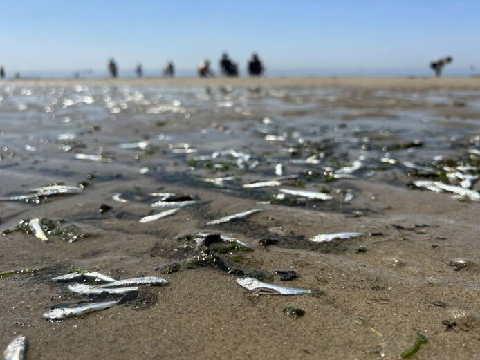 Duizenden dode visjes op het strand in Vlissingen (en dat is niks ...