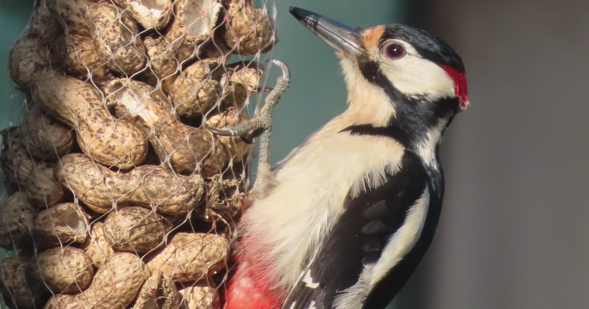 MIJN FOTO | Grote bonte specht op bezoek in Baarland | Regio | PZC.nl