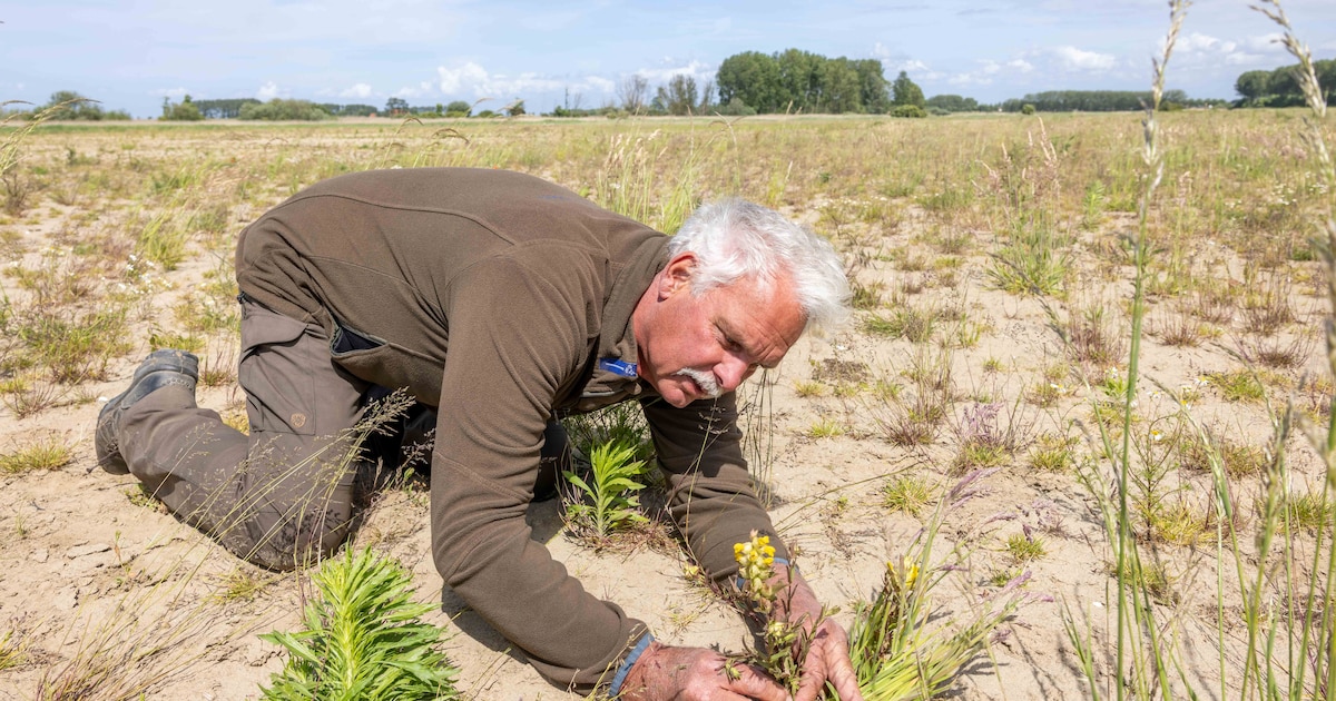 Hoe een klein geel plantje tot vreugde stemt in nieuw natuurgebied bij ...