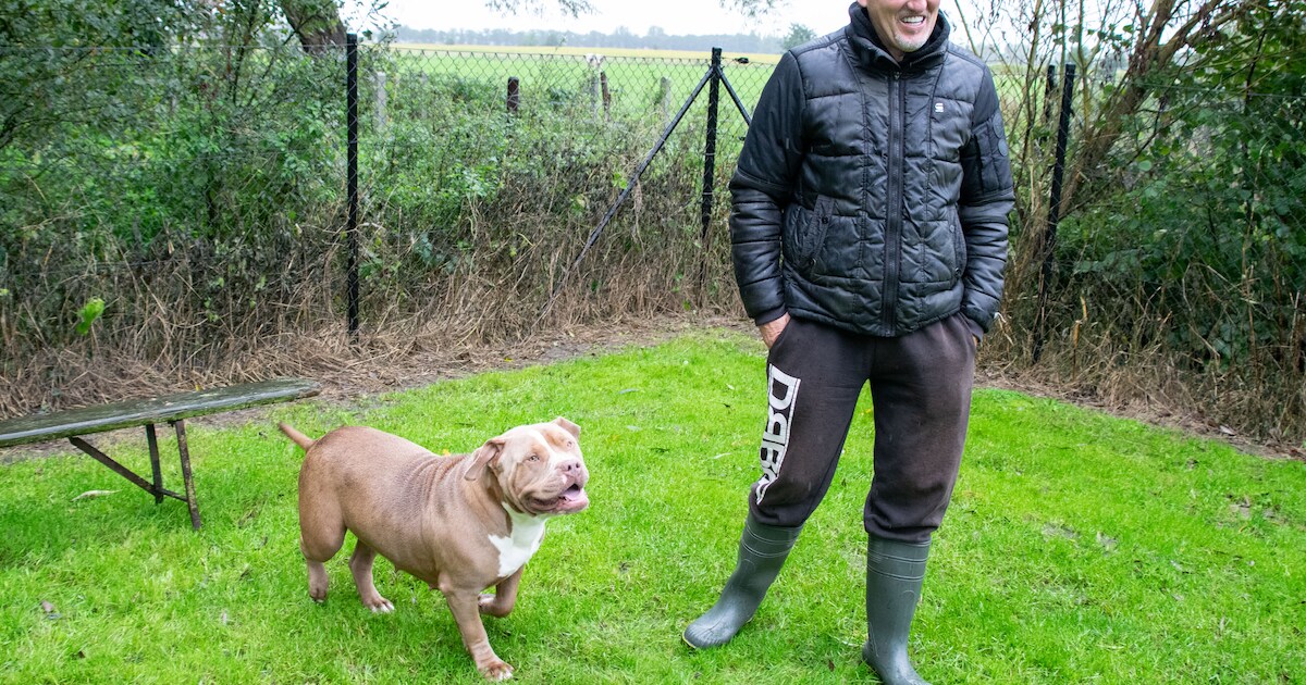 Henk en Engelin uit Oost-Souburg hebben 11 American bully’s: ‘Van een ...