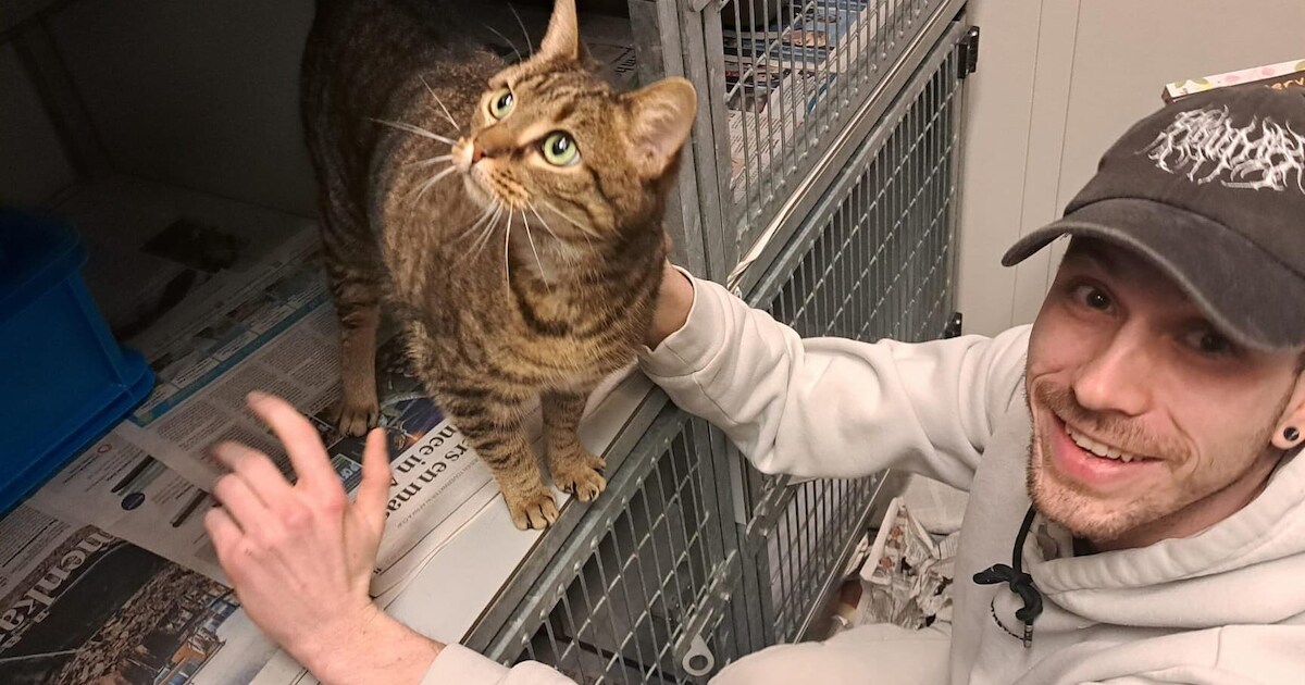 Kat Mimi legt 70 kilometer af voordat ze in Rotterdam-Zuid wordt ...