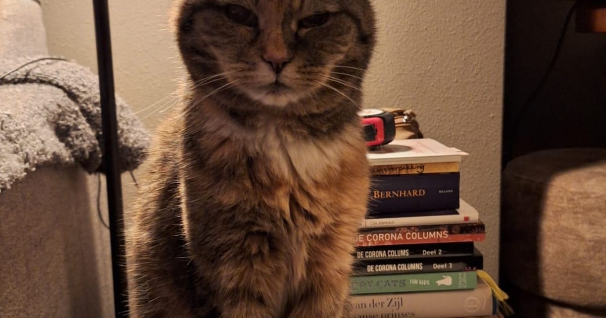 Heb jij Salt, Zumba of Fifi gezien? Deze vier huisdieren worden in Goes ...