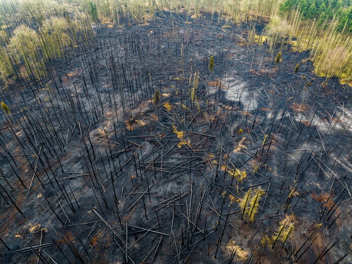 Het vuur verspreidde zich razendsnel in de Clingse bossen: Dood hout ...